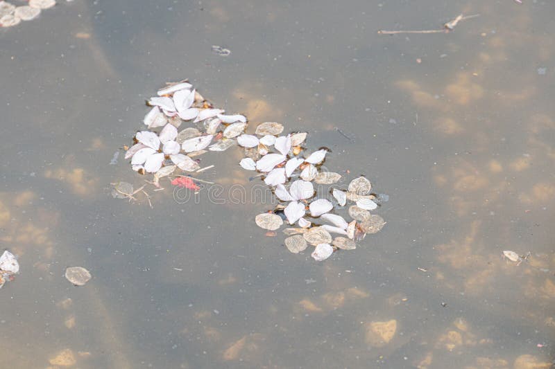 Natural Outdoor Scene Featuring a Circular Pattern of Petalleaf-like ...