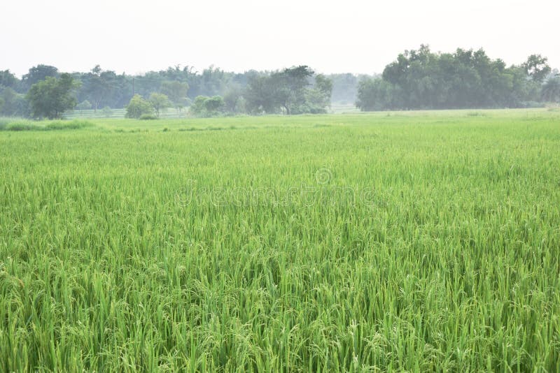 Natural Paddy Tree in India Stock Image - Image of cultivation, asia ...