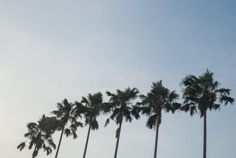 Natural Palm Tree Facing Blue Sky Stock Photo - Image of palm, abstract ...