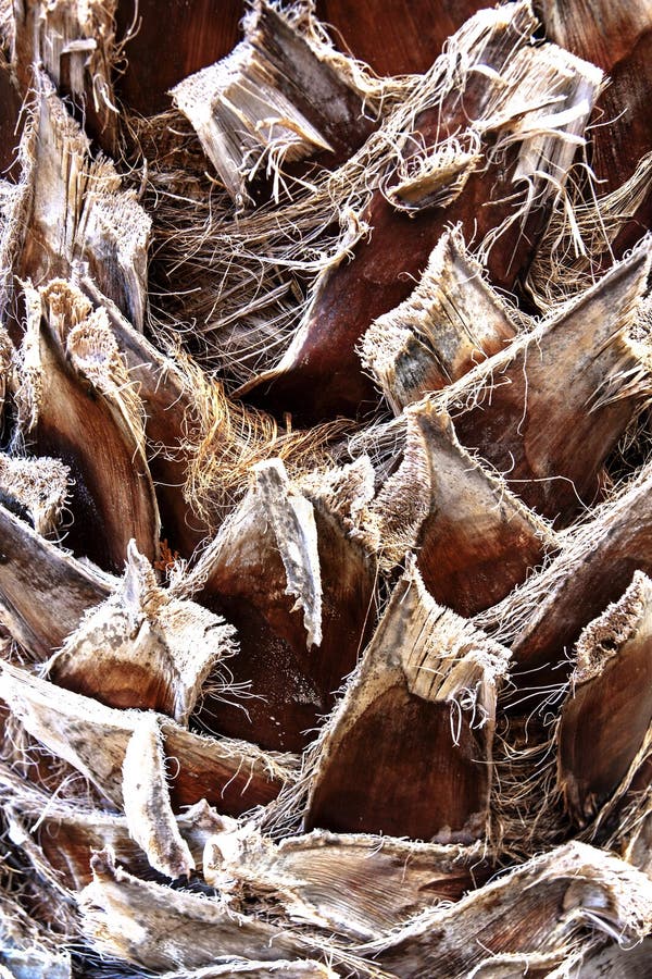 Natural Palm Tree Rough Texture Surface Stock Image - Image of floral ...