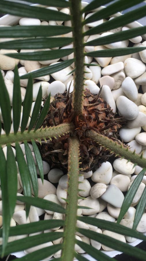 Natural Palm Tree stock photo. Image of wallpaper, tree - 219302888