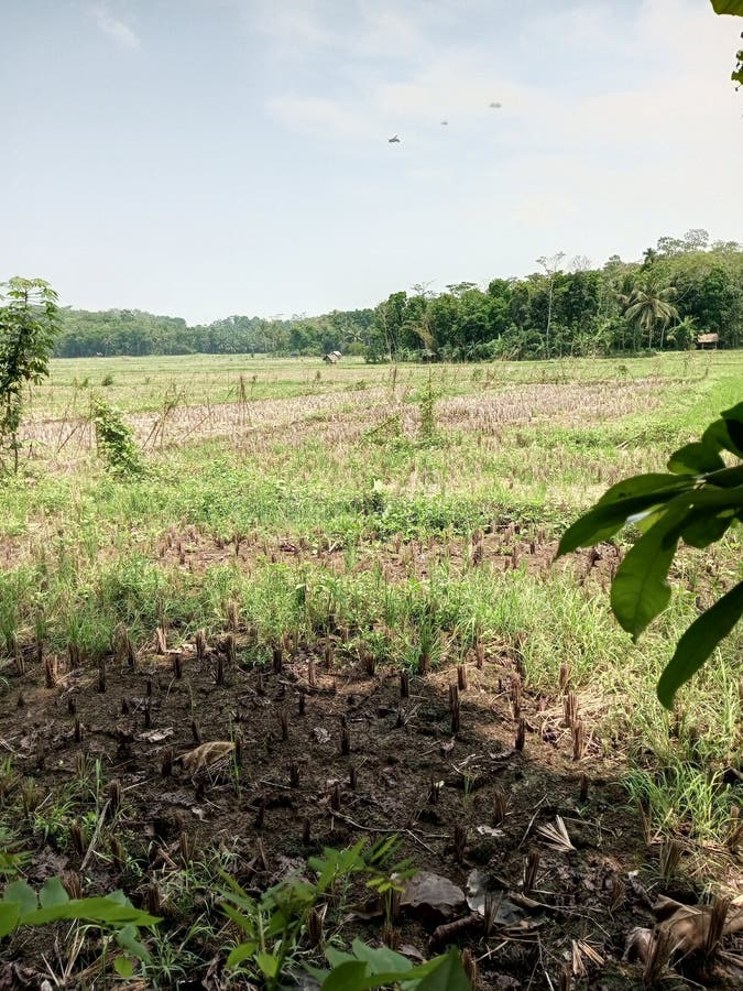 The Rice Fields of Pandeglang Banten Indonesia Stock Photo - Image of ...