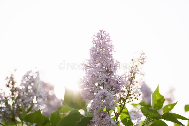 A Natural Panoramic Backdrop Featuring a Close-up of Lilac Blooms Stock ...