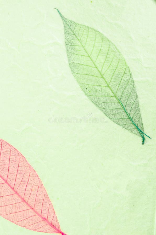 Natural Paper Structure Made from Dried Leaves. Stock Image - Image of ...