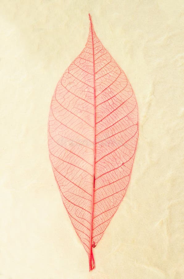 Natural Paper Structure Made from Dried Leaves. Stock Photo - Image of ...