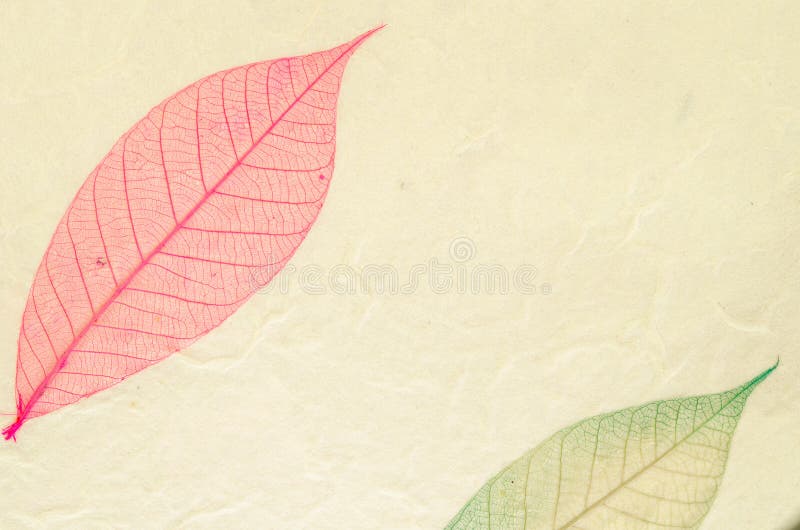 Natural Paper Structure Made from Dried Leaves. Stock Photo - Image of ...