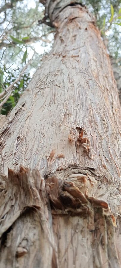 Natural paper tree plants stock image. Image of trees - 317047043