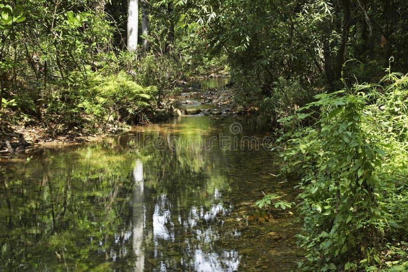 Natural Park El Cubano. Cuba Stock Image - Image of forest, paysage ...