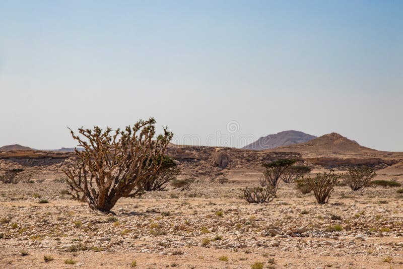 Natural Park of Frankincense Tree in Wadi Dawkah Stock Photo - Image of ...