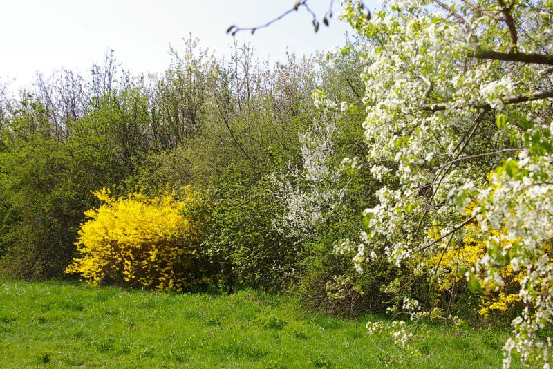 Natural Park Hedge in Spring Stock Photo - Image of leaf, ecology ...
