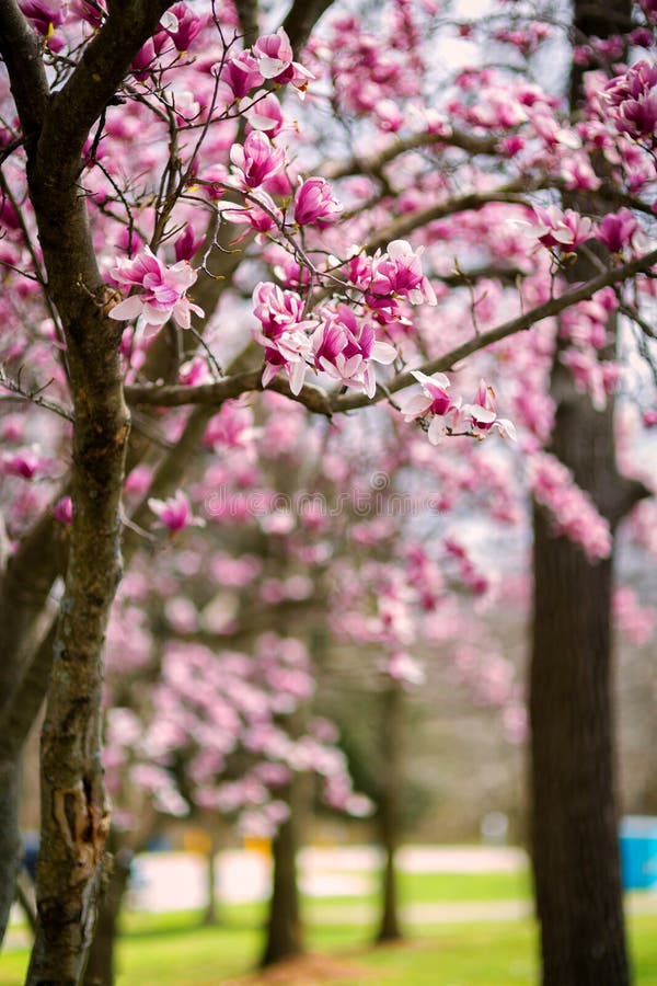Natural Park, Trees, Flowers Stock Image - Image of leaves, natural ...