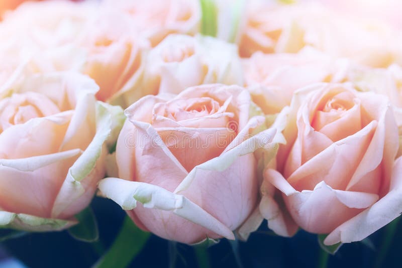 Natural Pastel Roses Background Stock Photo - Image of decoration ...
