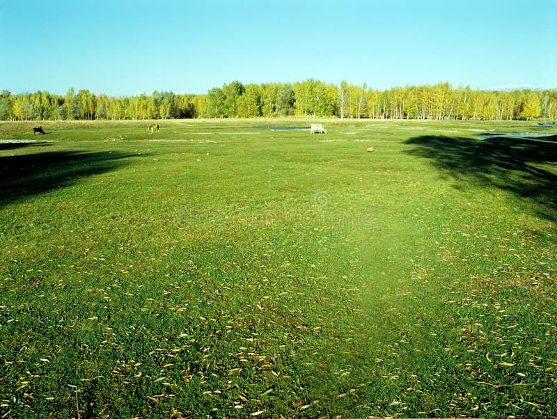 Natural pasture stock image. Image of china, fairyland - 27244009