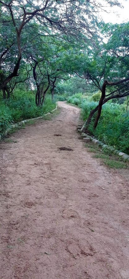 Natural path in the forest stock photo. Image of walkway - 231205812