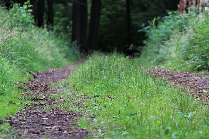 Natural Path in the Forest with Grass on the Median Stock Image - Image ...
