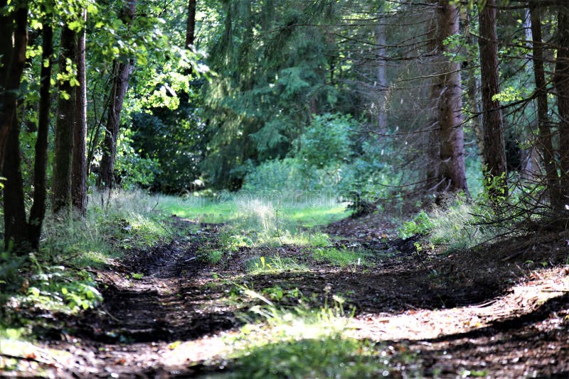 Natural Path in the Forest with Grass on the Median Stock Image - Image ...