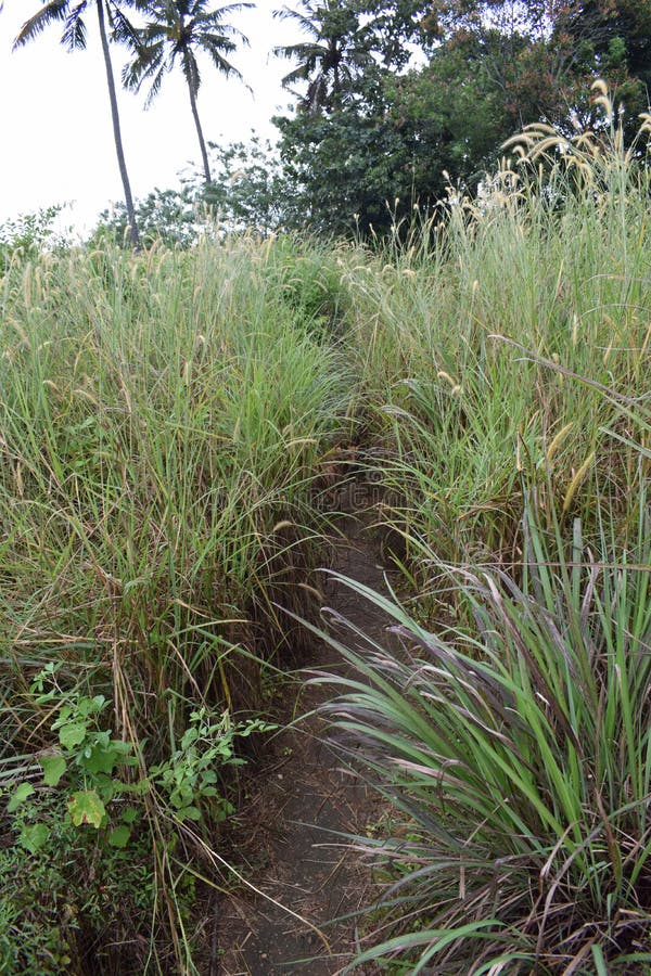 Natural Path In The Forest With Grass On The Median Stock Image - Image ...