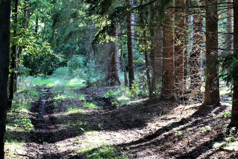 Natural Path in the Forest during Rain and Sunshine Stock Photo - Image ...