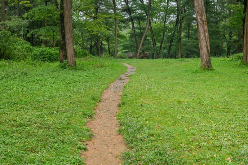 Forest Path stock photo. Image of hiking, scenery, hike - 249261648