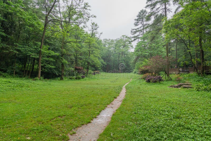 Forest Path stock image. Image of nature, daybreak, winding - 249261665