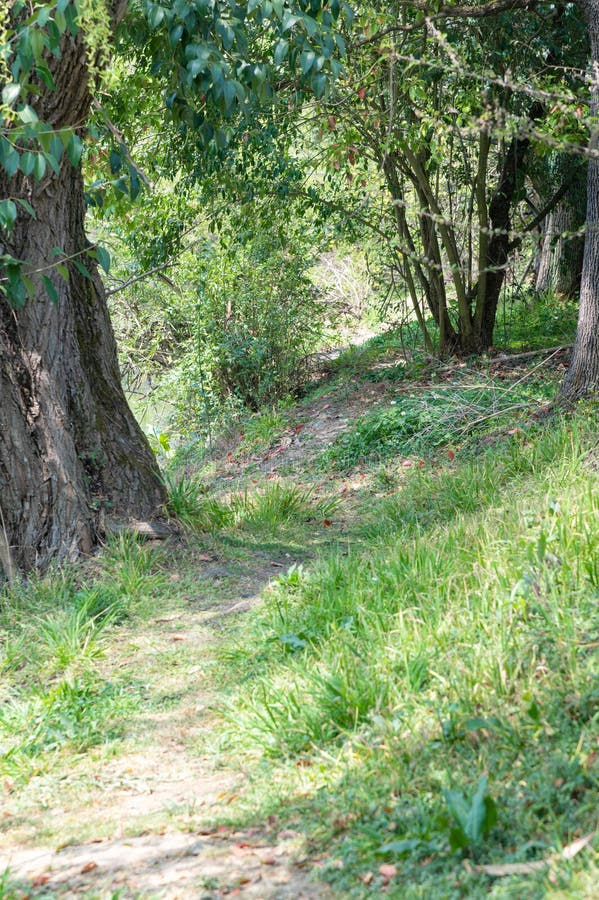 Natural path stock photo. Image of bending, road, grass - 311784598