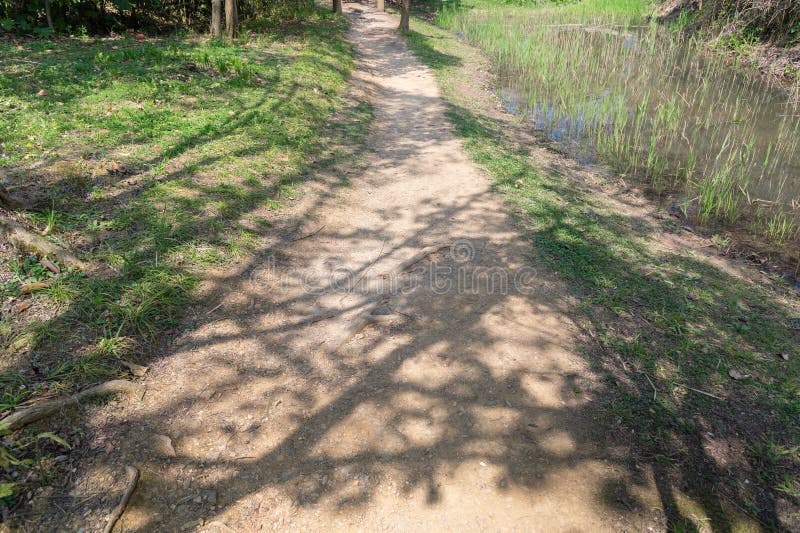 Natural path stock image. Image of fresh, soil, seasonal - 311784919
