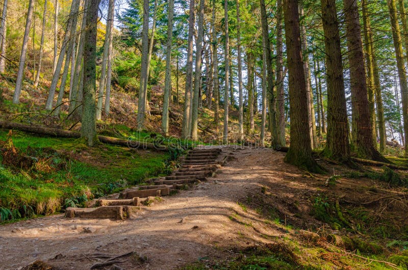 Natural Path in a Middle of a Forrest with Trees. Stock Image - Image ...