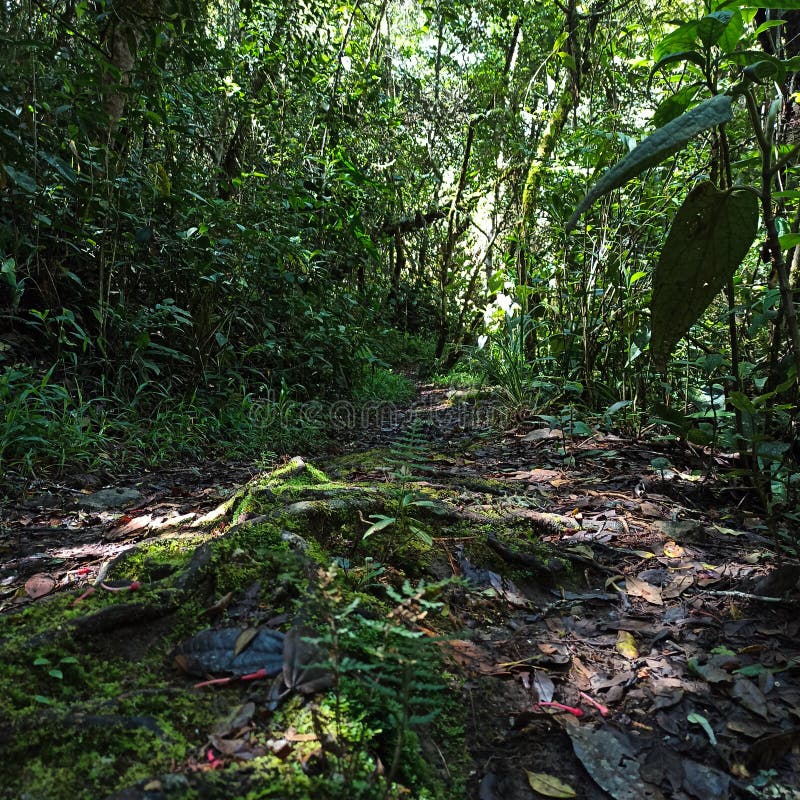 Natural path on a mountain stock photo. Image of road - 207889948