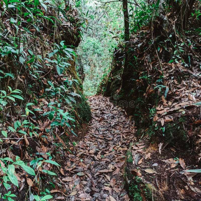 Natural path on a mountain stock photo. Image of river - 207889982