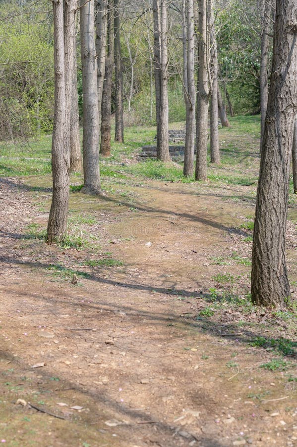 Natural path stock image. Image of soil, environment - 311784169