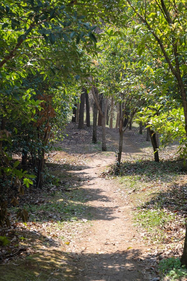 Natural path stock photo. Image of trample, background - 311784184