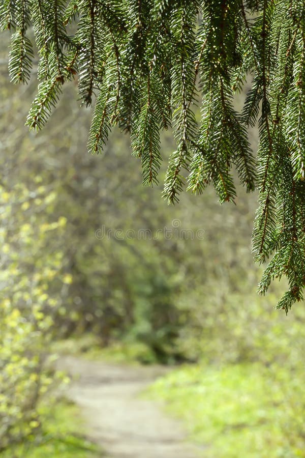 Natural path in nature stock photo. Image of beautiful - 233382560