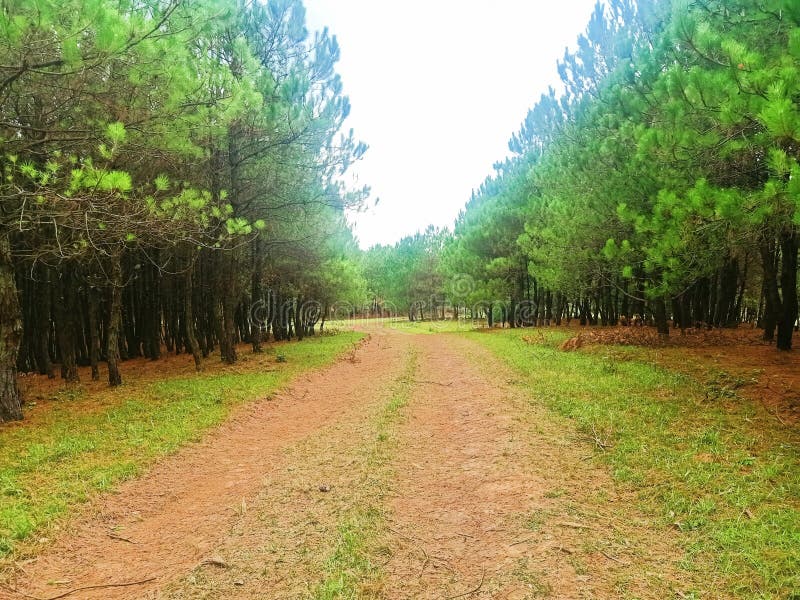 Natural Path between Pine Trees Stock Image - Image of country, autumn ...