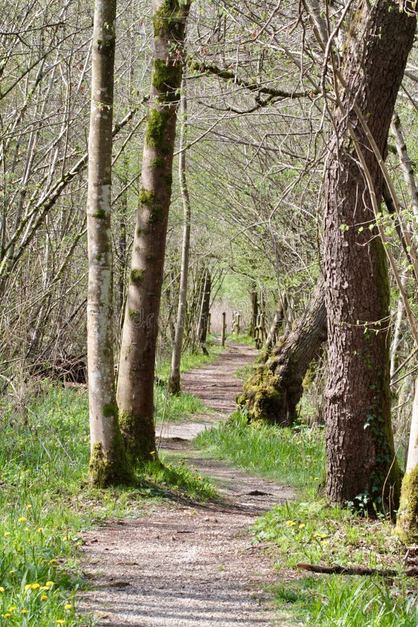 Natural Path with Plants and Trees - Perspective View Stock Image ...