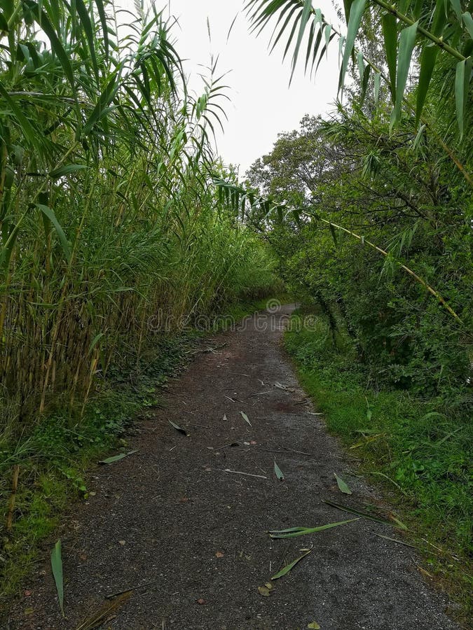 Natural path stock photo. Image of vegetation, lots - 130188654