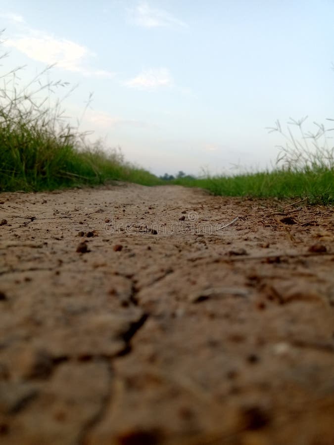 Natural Path To the Rice Fields Stock Photo - Image of soil, plant ...