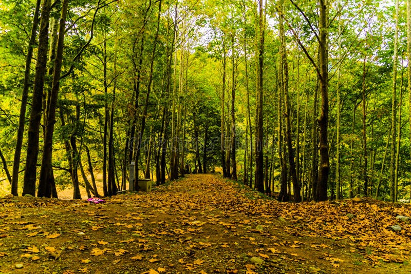 Natural Path among Trees Covered with Autumn Leaves Stock Photo - Image ...