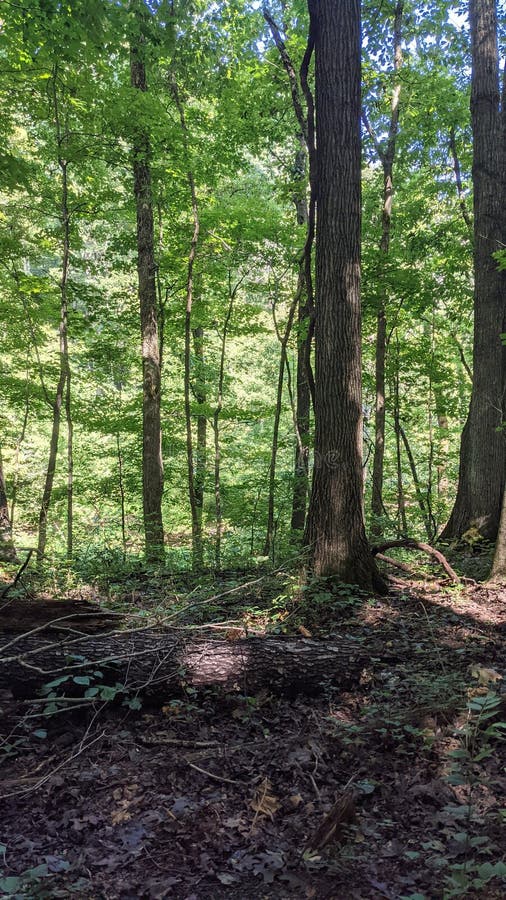 Natural Path View stock photo. Image of autumn, plant - 231565262