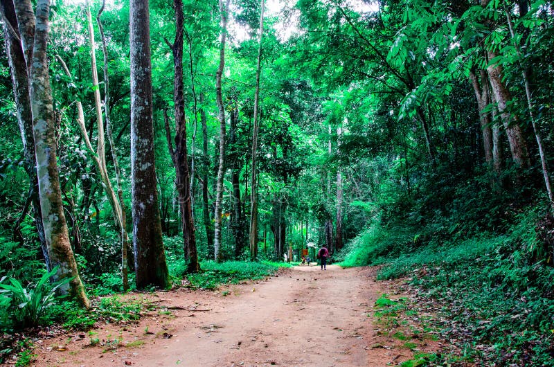 Natural Pathway in the Forest Stock Photo - Image of countryside, road ...