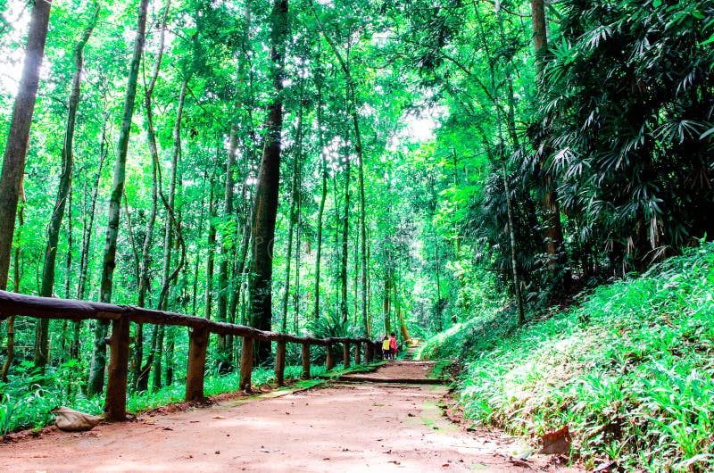 Natural Pathway in the Fresh Green Forest Stock Photo - Image of ...