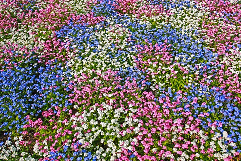 Natural Pattern with 3 Colour Flowers Stock Photo - Image of attractive ...