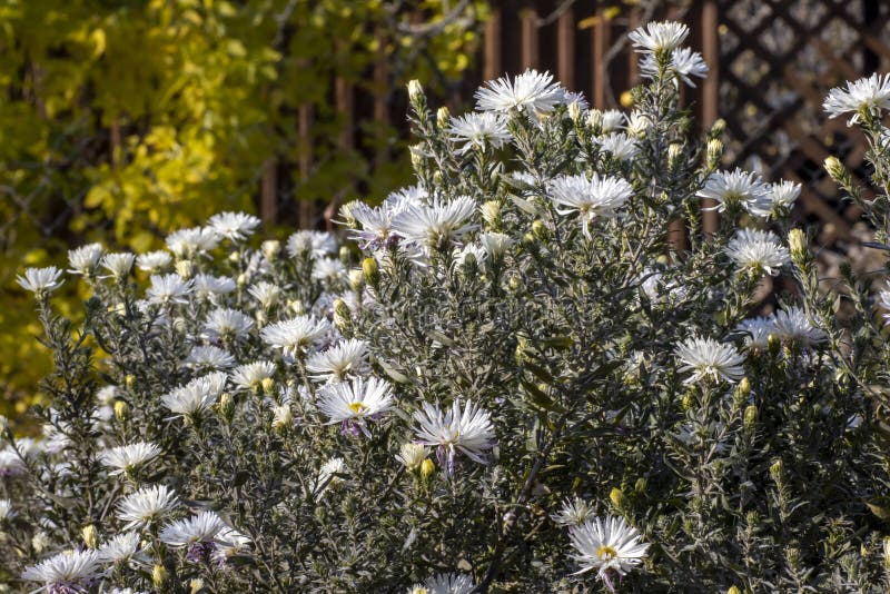 Natural Pattern of Annual Rings of an Old Cut Tree, Textured Background ...