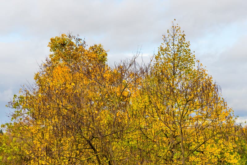 Natural Pattern in Autumn, Colorful Trees on Sky Clouds in Background ...