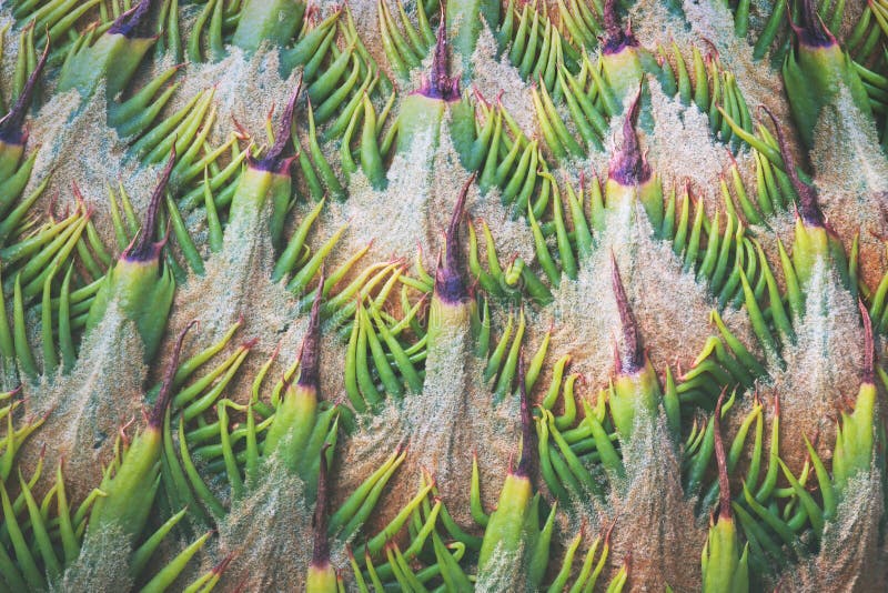 Natural Pattern Background of Female Cone of Cycads Plant Stock Photo ...