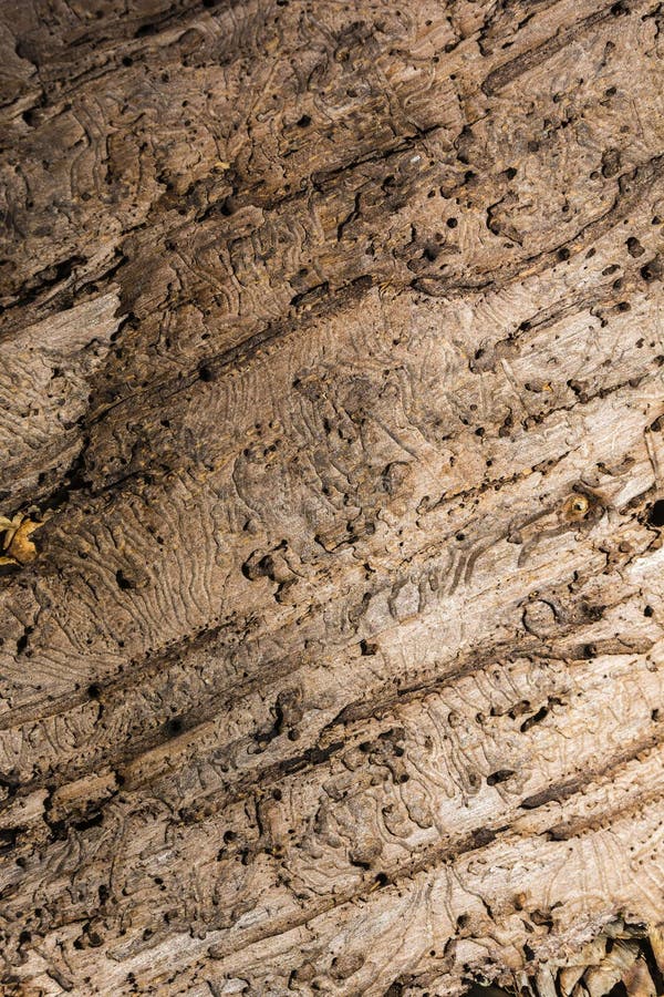 Natural Pattern on the Inside of the Bark with Traces of Bark Beetle ...