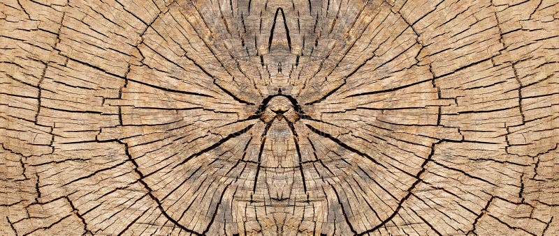 Natural Pattern Oak Tree Texture. Oak Stump Close Up. Sawed Oak Tree ...