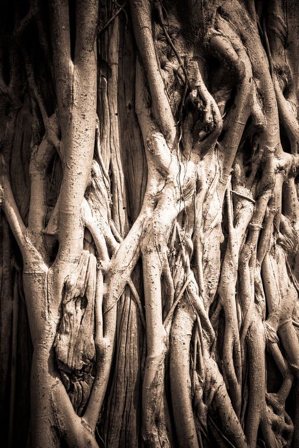 Natural Pattern of Roots Tree with Under Exposure Style Stock Photo ...