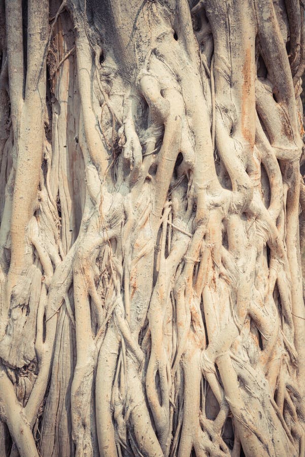 Natural Pattern of Roots Tree with Vintage Filter Style Stock Photo ...