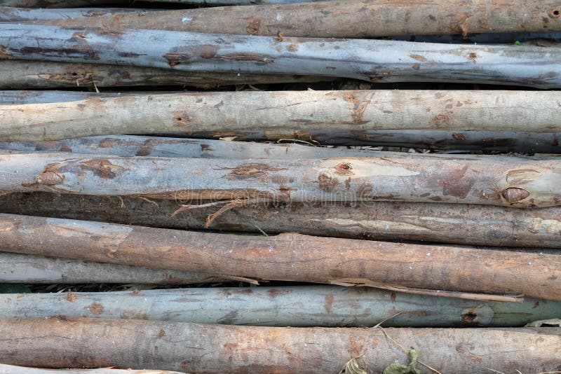 In Selective Focus a Pile of Woods with Rough Texture Skin Stock Image ...