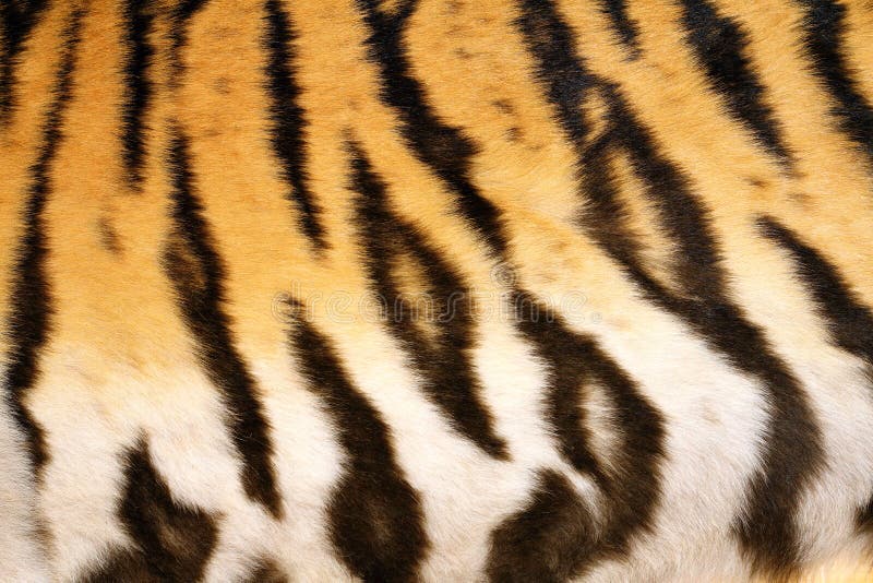 Natural Pattern of Tiger Fur Stock Photo - Image of decorative ...